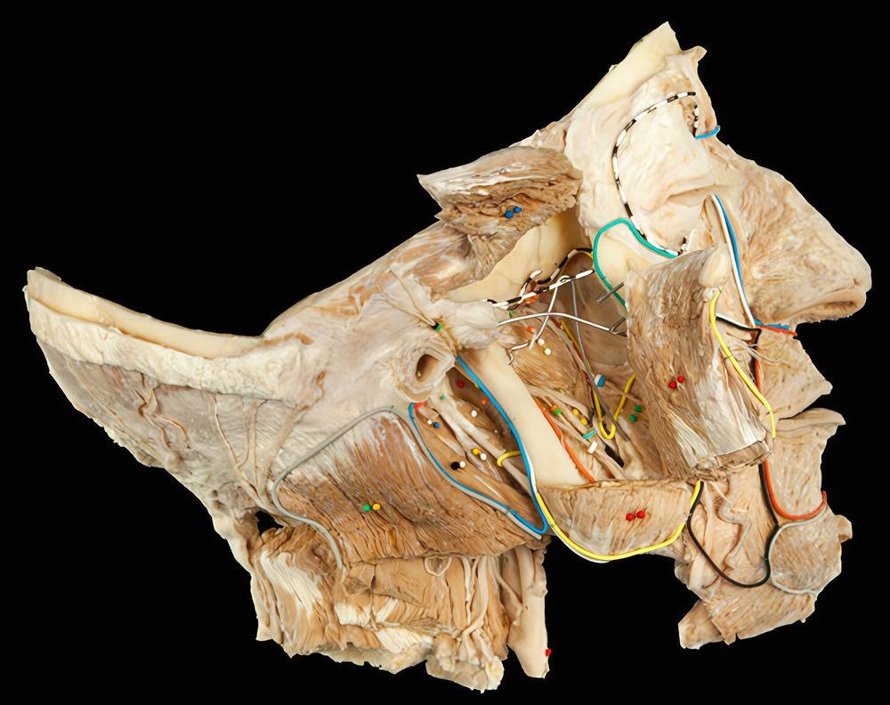 Aa-1-204 – Anatomionline.dk
