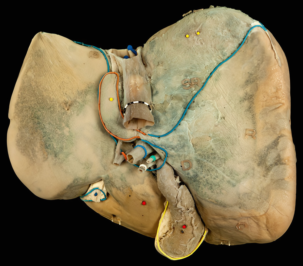 Ab-2-14 – Anatomionline.dk