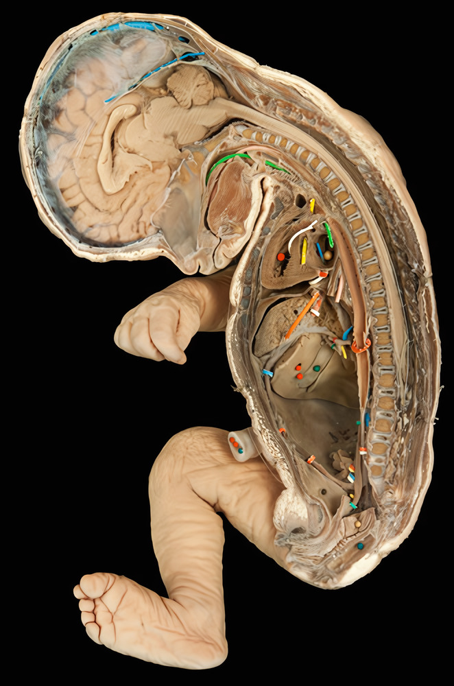 Ab-2-35 – Anatomionline.dk