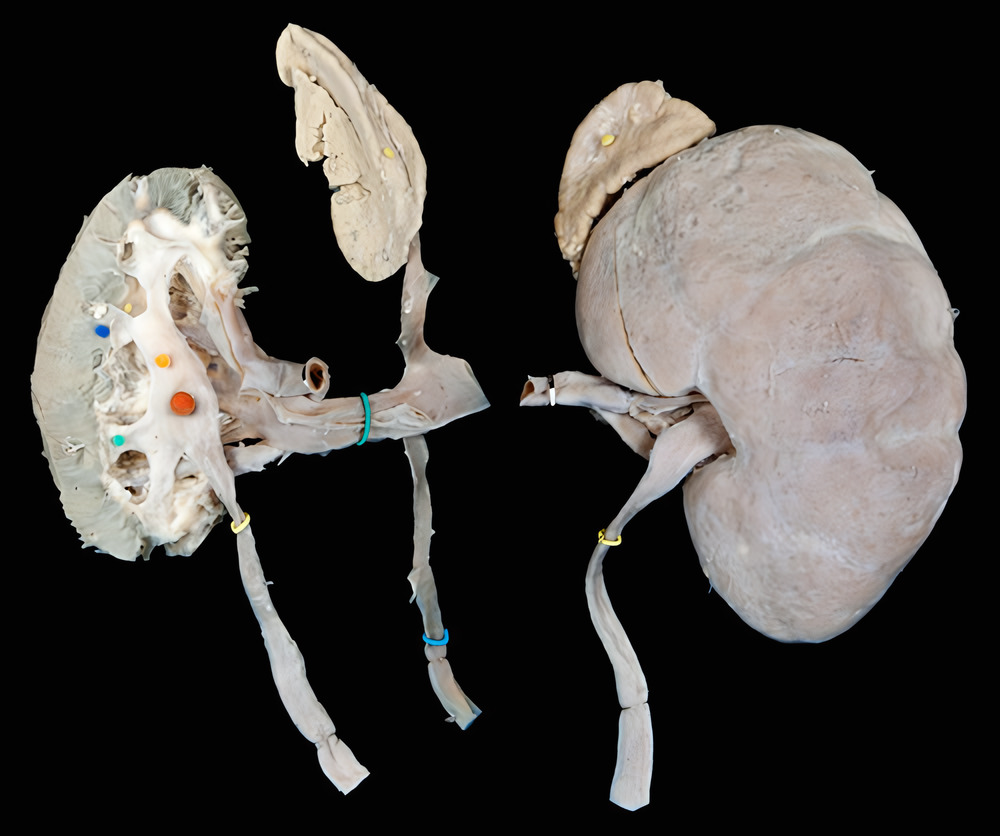 Ab-2-8 – Anatomionline.dk