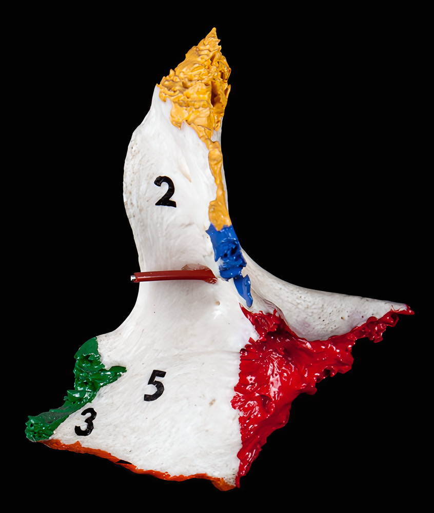 Db-26 – Anatomionline.dk