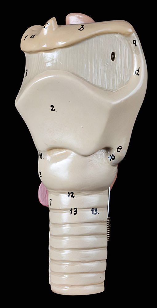 Db-58 – Anatomionline.dk