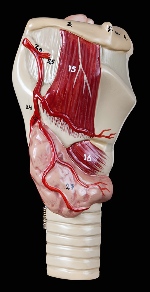 Db-58 – Anatomionline.dk