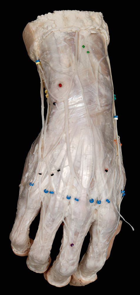 Dem-201 – Anatomionline.dk